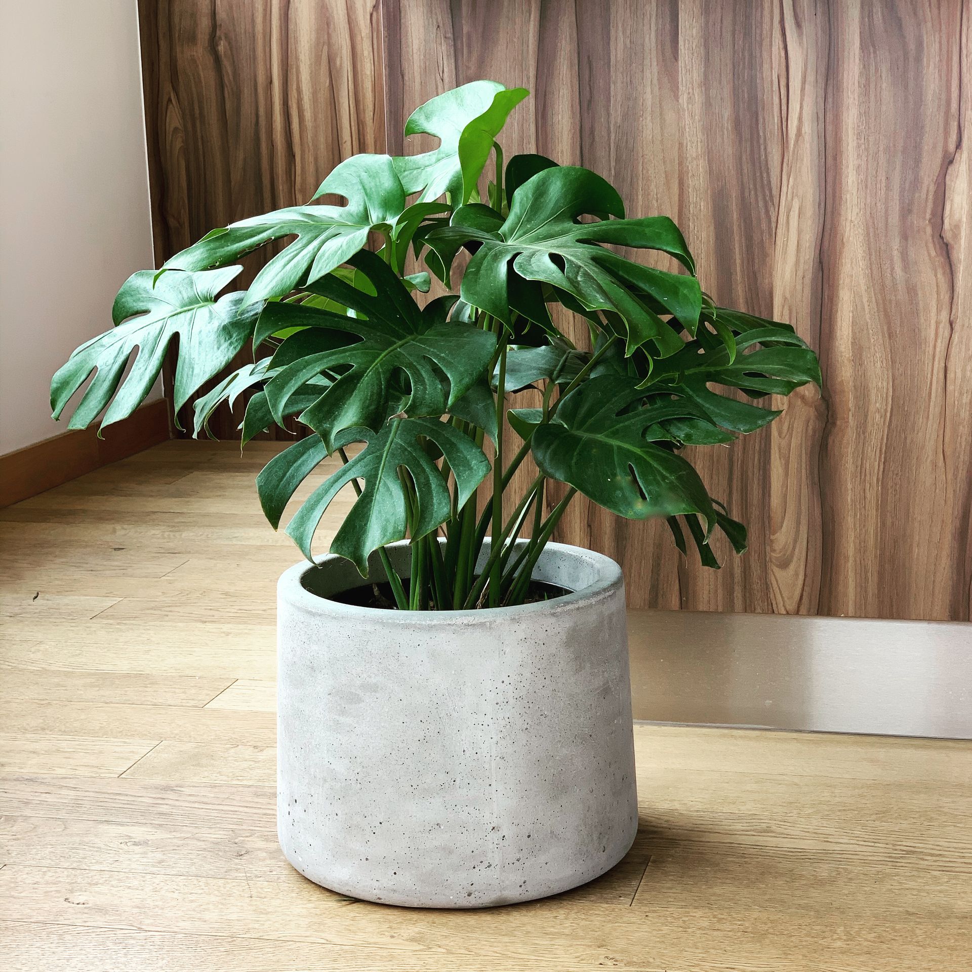 5 Tips para elegir tu planta ideal | Quina