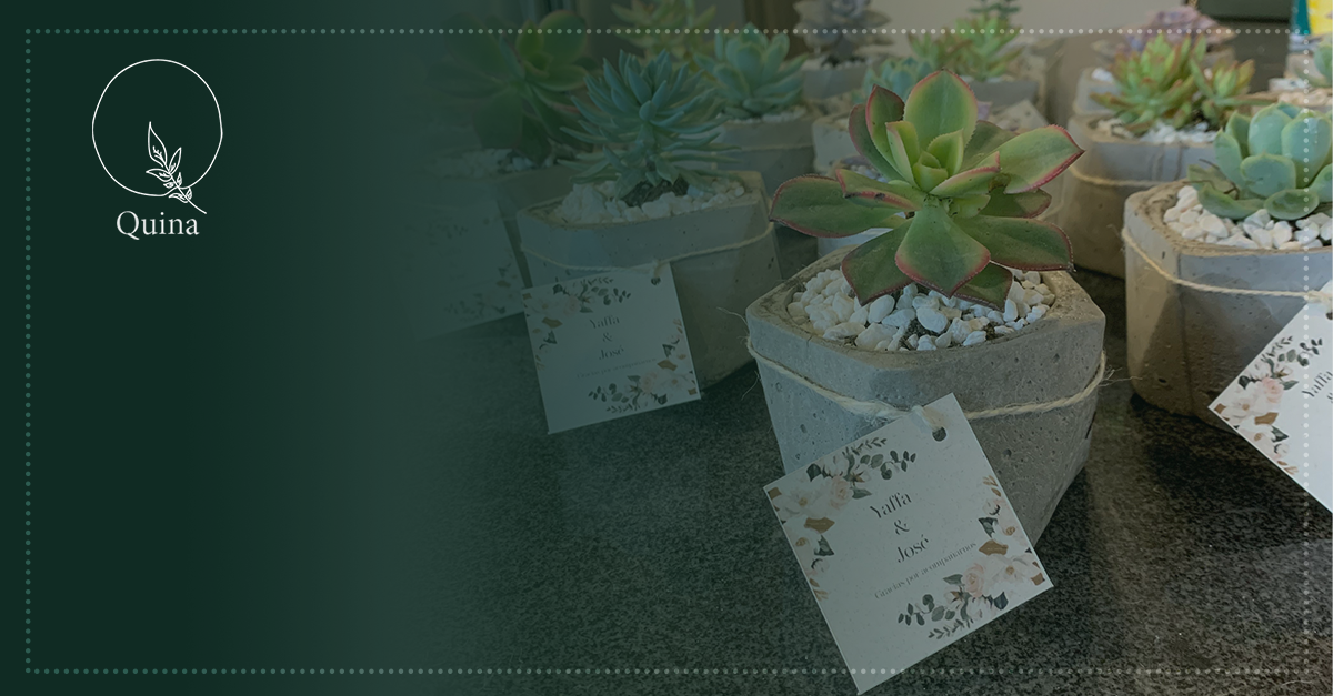 Plantas. El Mejor Regalo. ¿Cómo elegir la mejor?