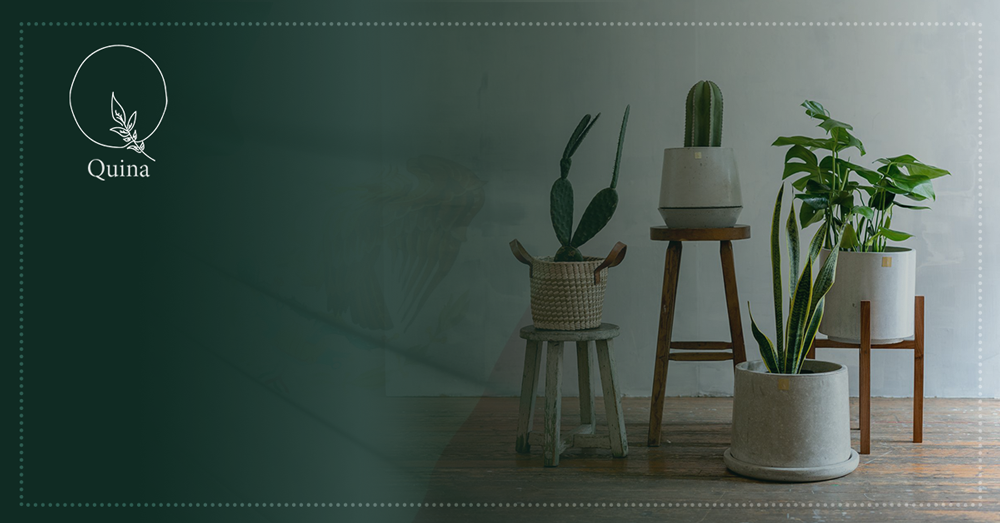 Las 5 plantas más Mexicanas