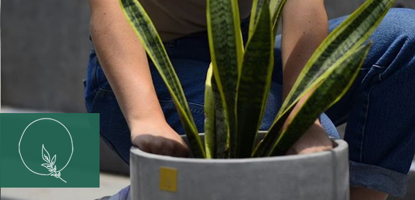 Consejos para trasplantar tus plantas de interior