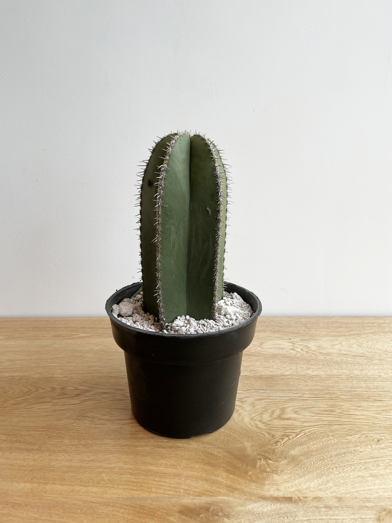 Cactus Órgano Chico | Quina