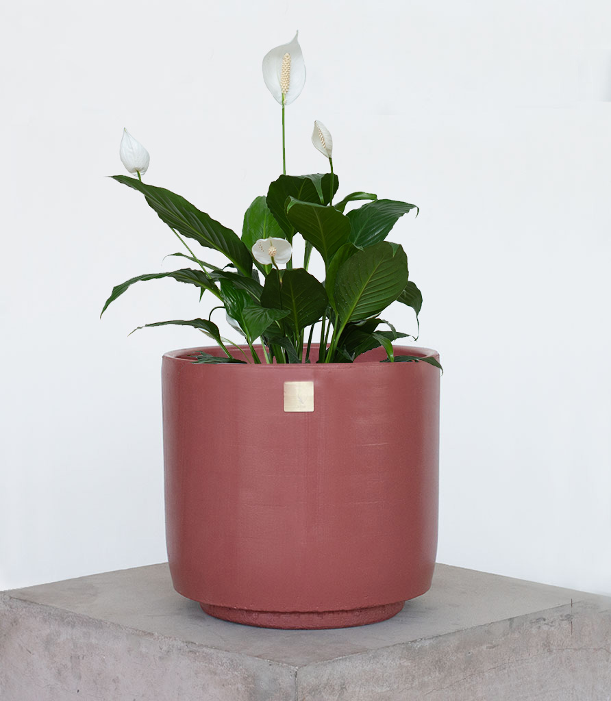 Cuna de Moisés | Quina